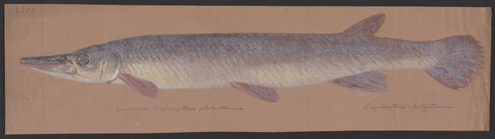 Lepisosteus platostomus | Digital Collections at the University of ...